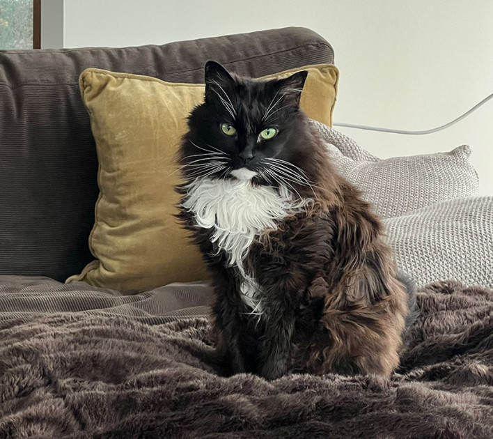 City of Melbourne cat curfew